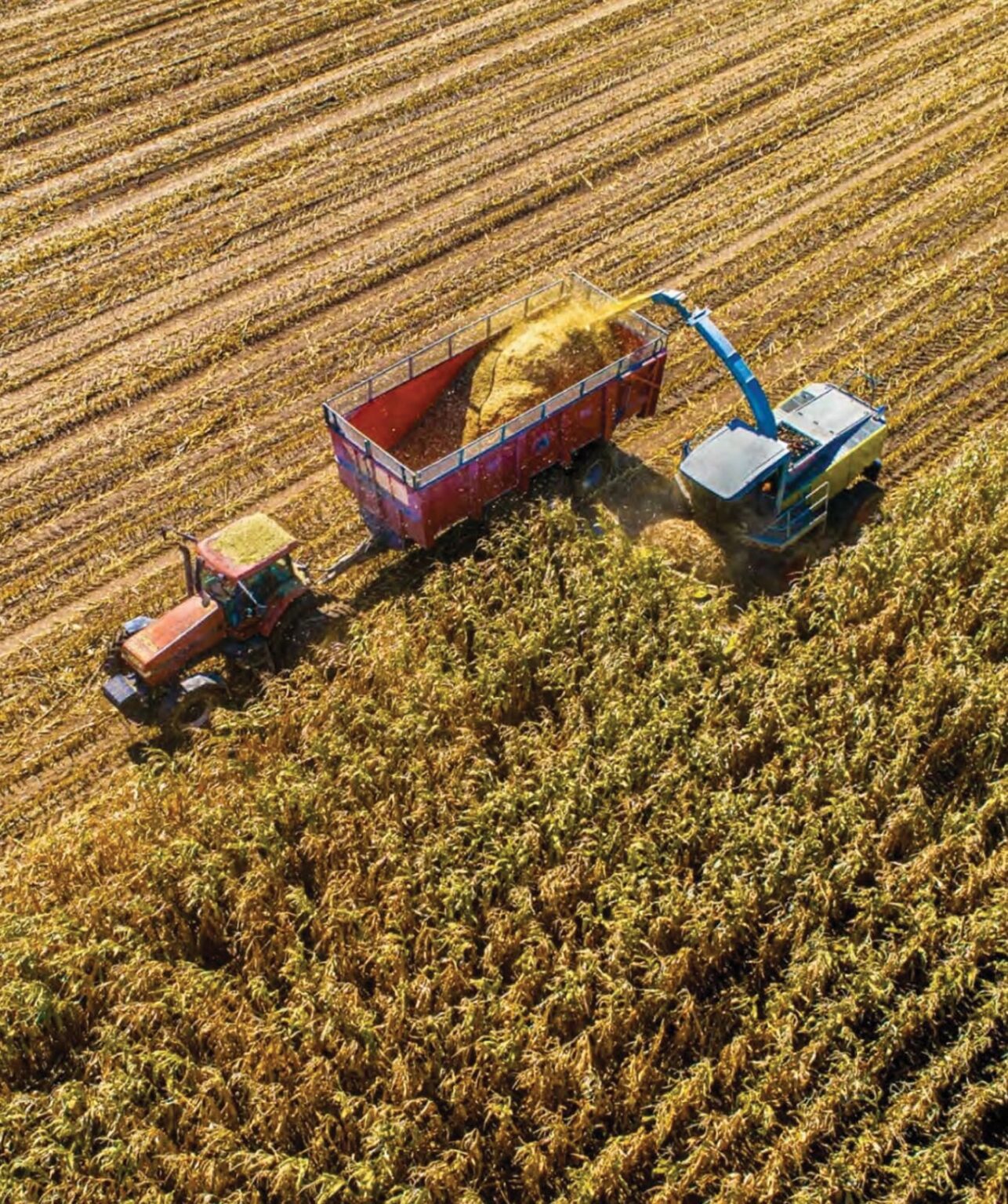 The Story - American Harvest